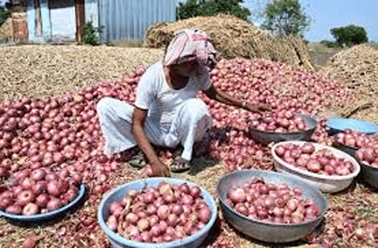 Stop Nafed's onion procurement till irregularities are investigated, demand farmers - US-India ...